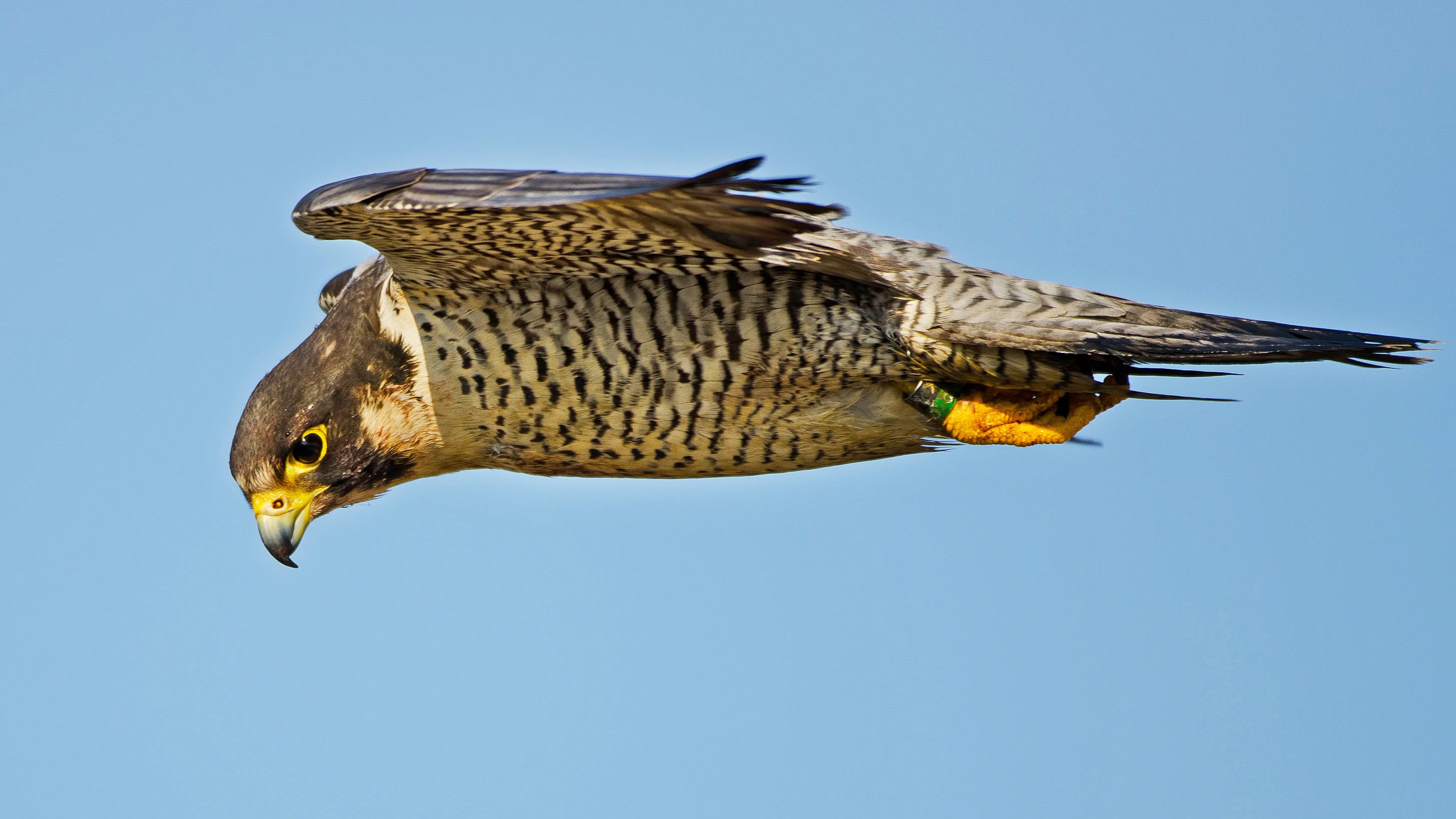 Endangered Species Act | Audubon